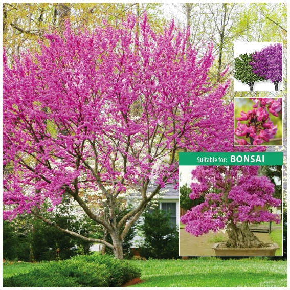 Western Redbud Tree Western Redbud (Cercis Occidentalis) In Salt Lake