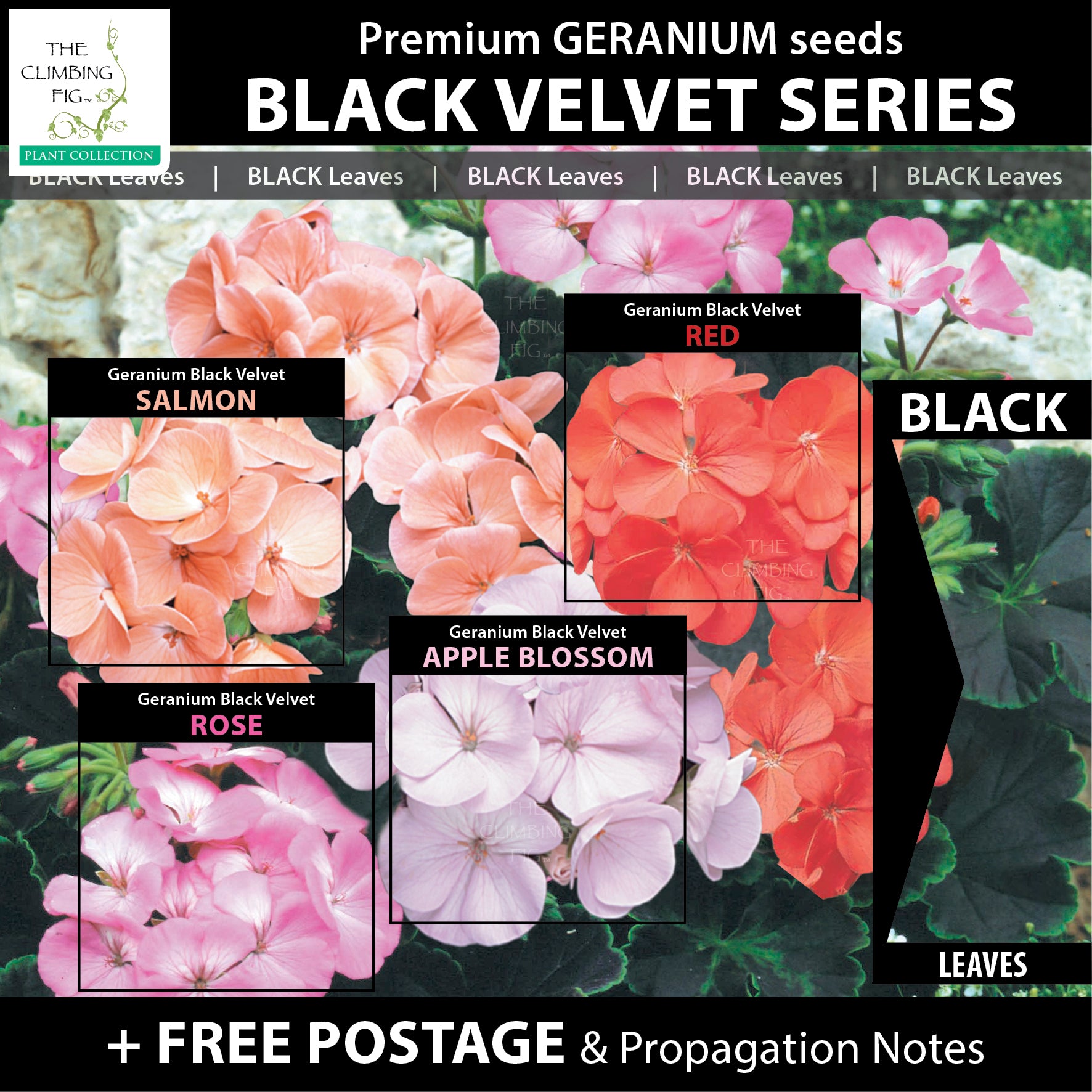 Geranium Black Velvet Series x8 Seeds. Exquisite velvety BLACK leaved ...