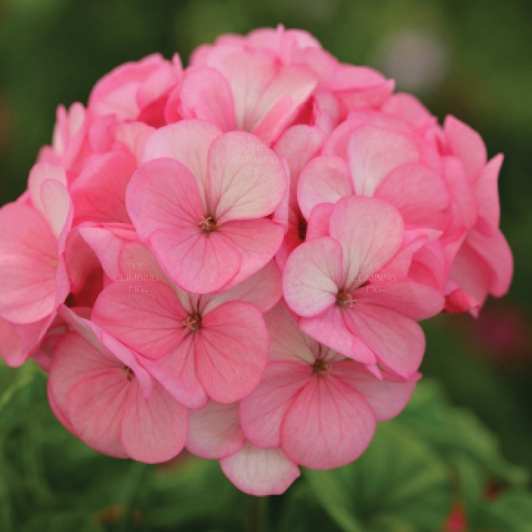 Geranium Flower Geranium 'Flower Fairy Pink Splash' | Van Meuwen