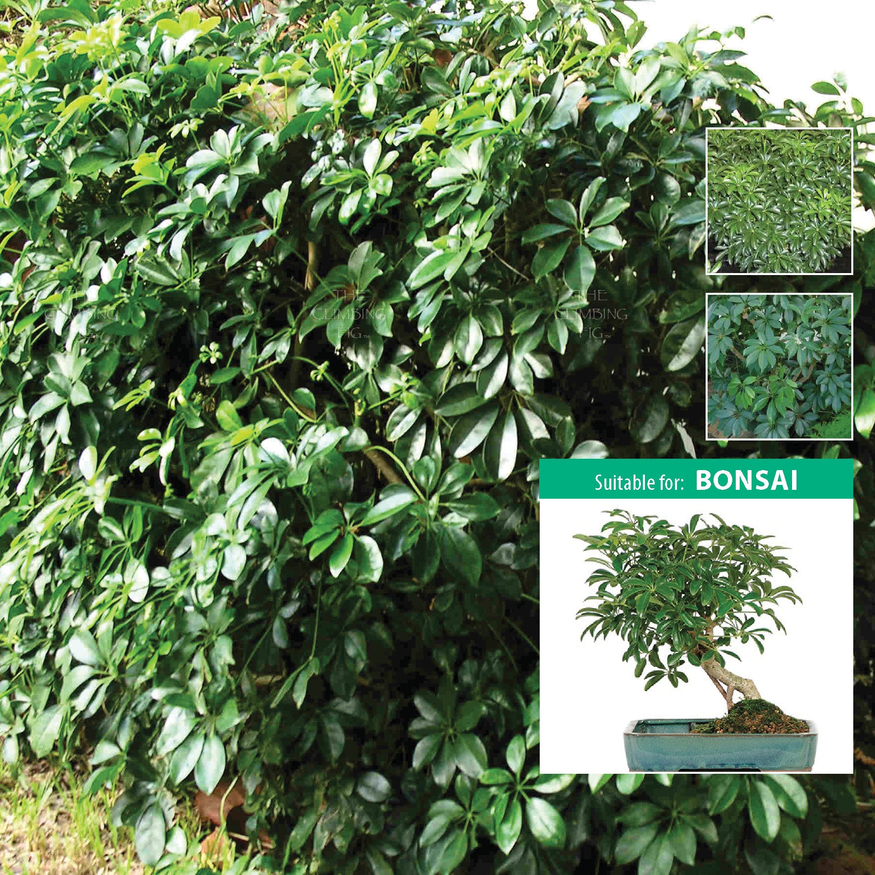 Schefflera Dwarf Arboricola Tree Seeds (Dwarf Umbrella Tree) - The ...