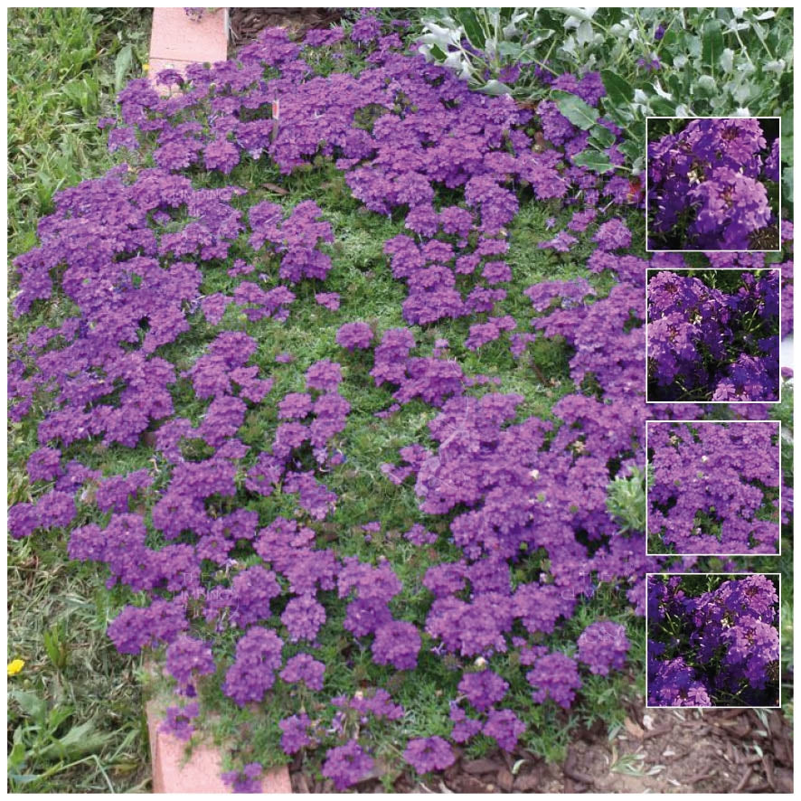 Trailing Verbena Plant Verbena Peruviana Violet Suprise
